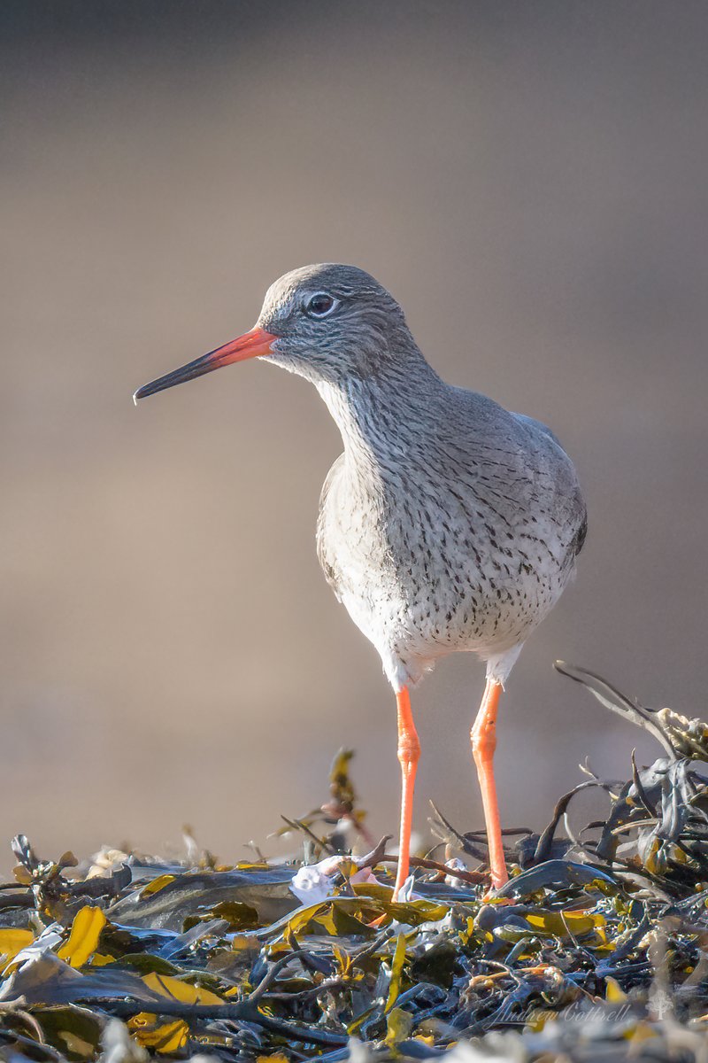 Filey Bird Observatory and Group – Recording And Studying of Filey’s Birds