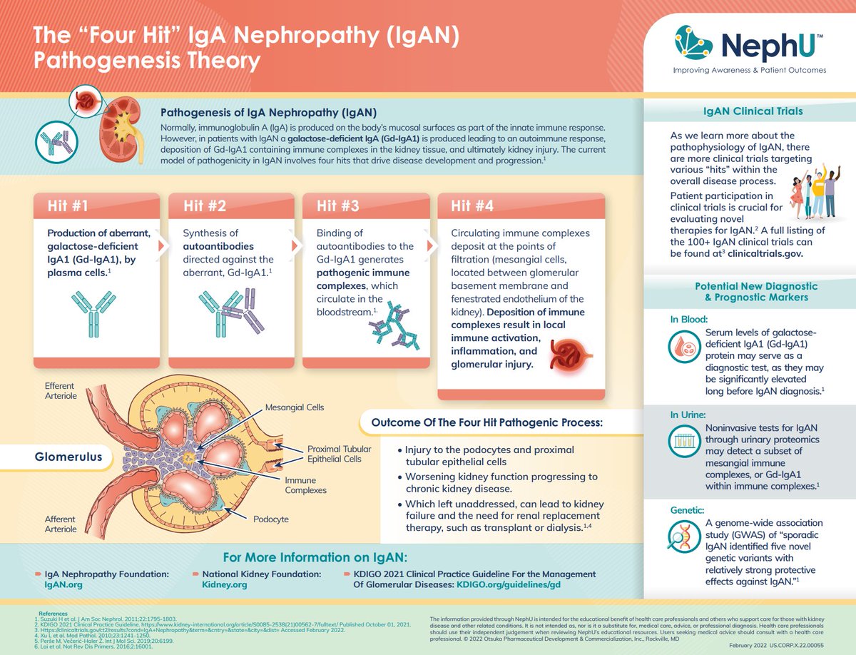 Edgar V. Lerma 🇵🇭 on Twitter: "The “Four Hit” IgA Nephropathy (IgAN) Pathogenesis Theory from ...