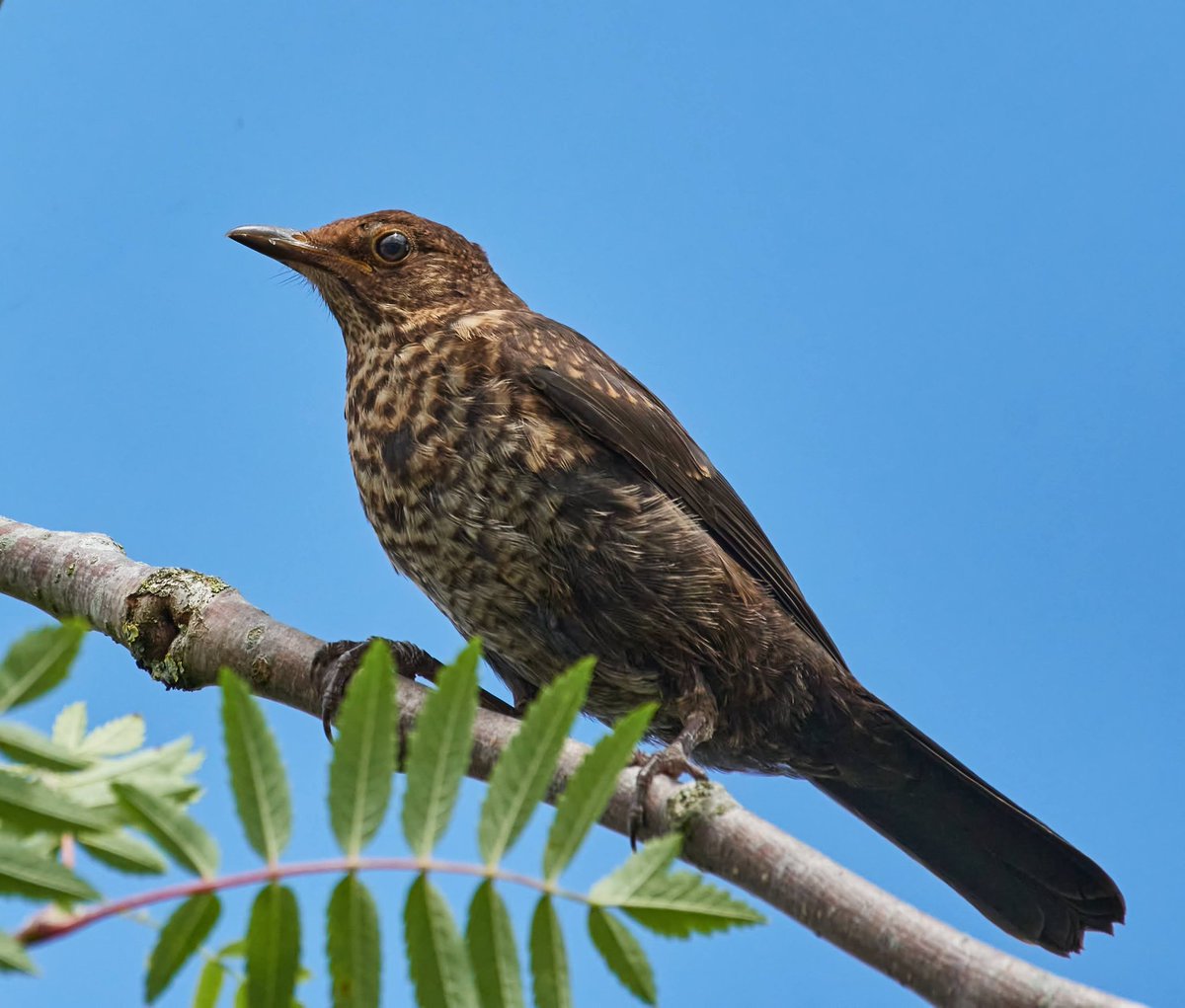 paul hayes on Twitter: "Blackbird, female"