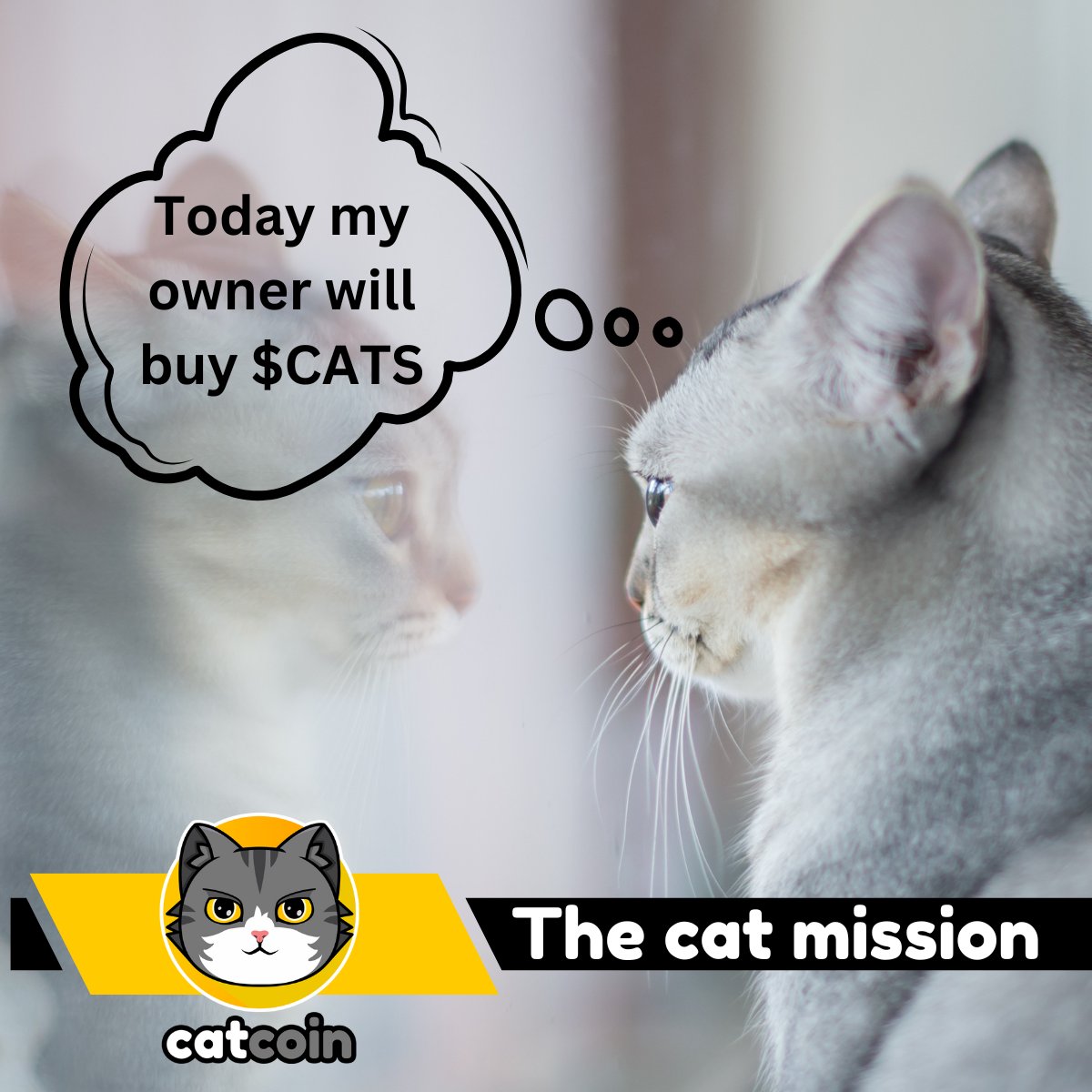 Official Catcoin ⭐ (@officialcatcoin) / Twitter