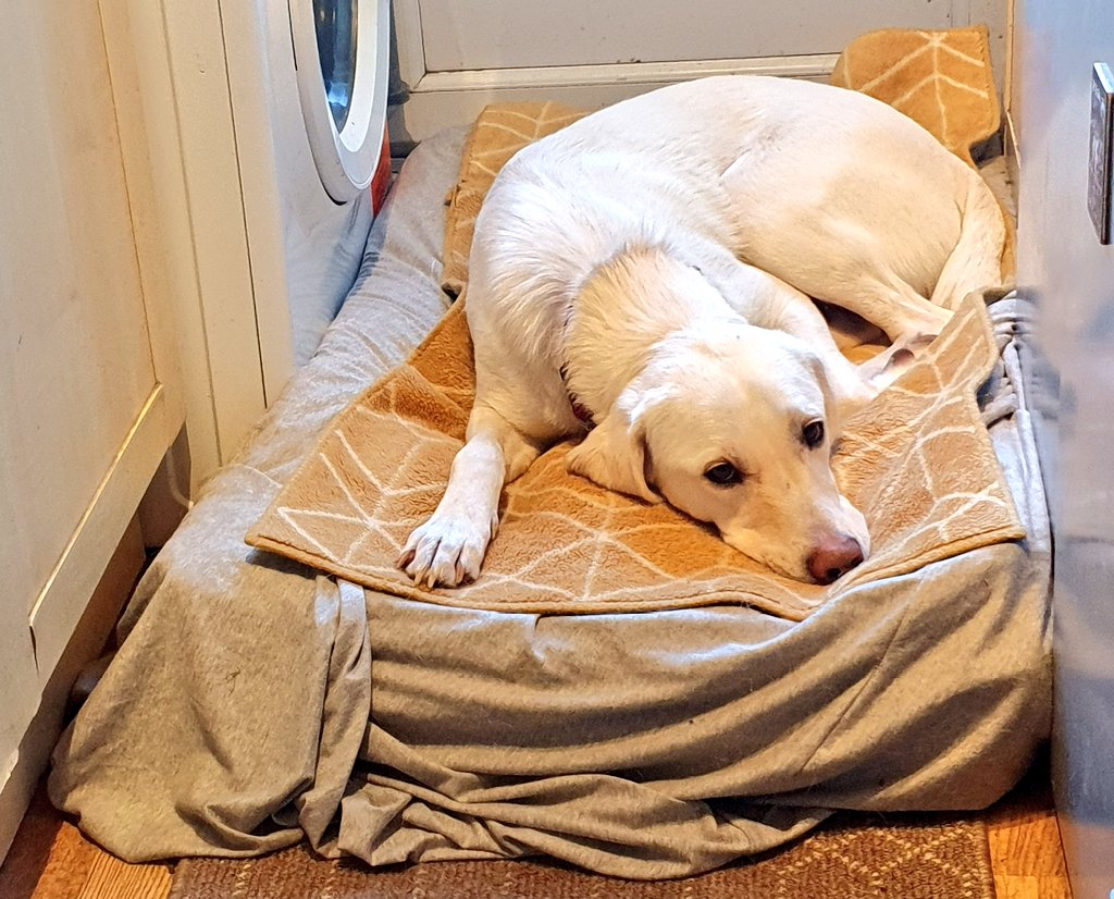 Why Does My Dog Keep Huffing