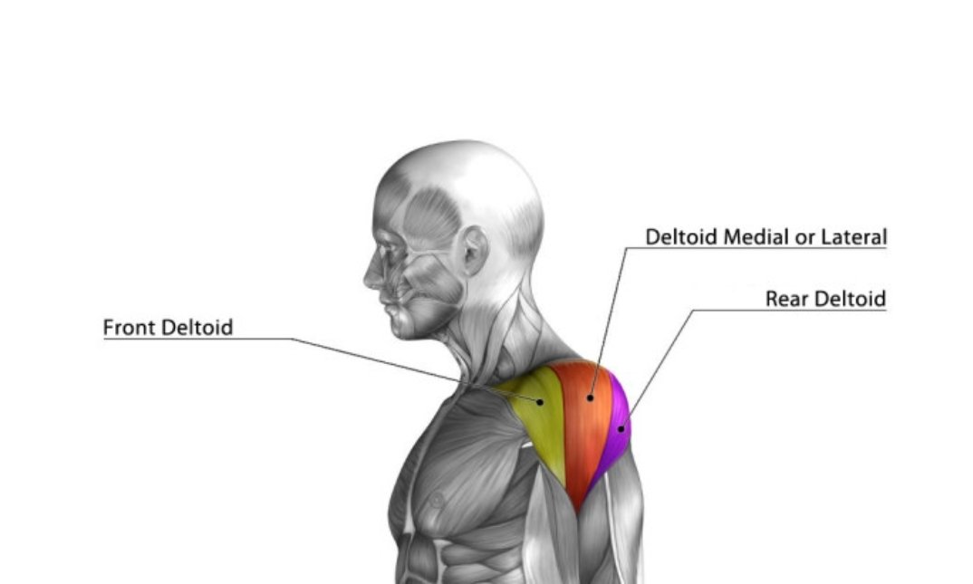 Thread by @thehealthbender on Thread Reader App – Thread Reader App