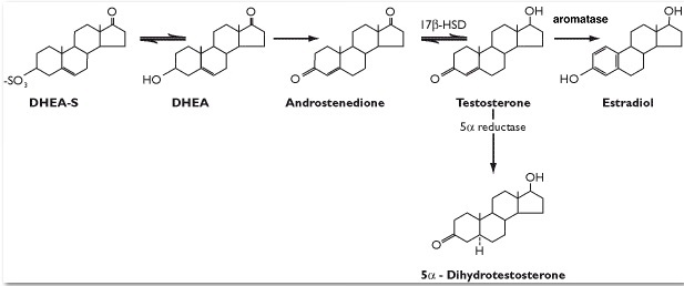 How to INCREASE your low testosterone? Thread 🧵 - Thread from DoctorTro ...