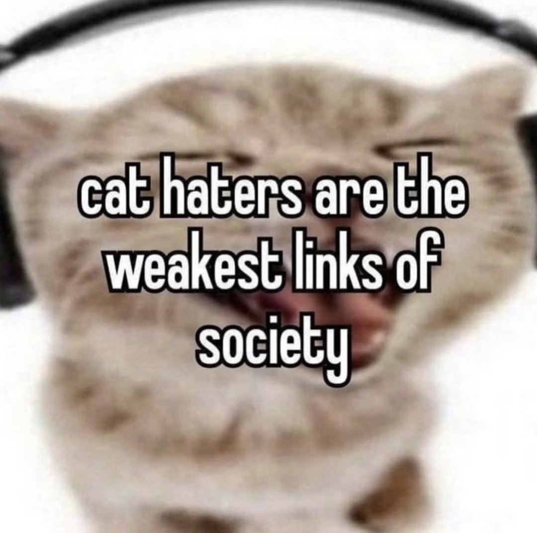 Haters Gonna Hate Cat