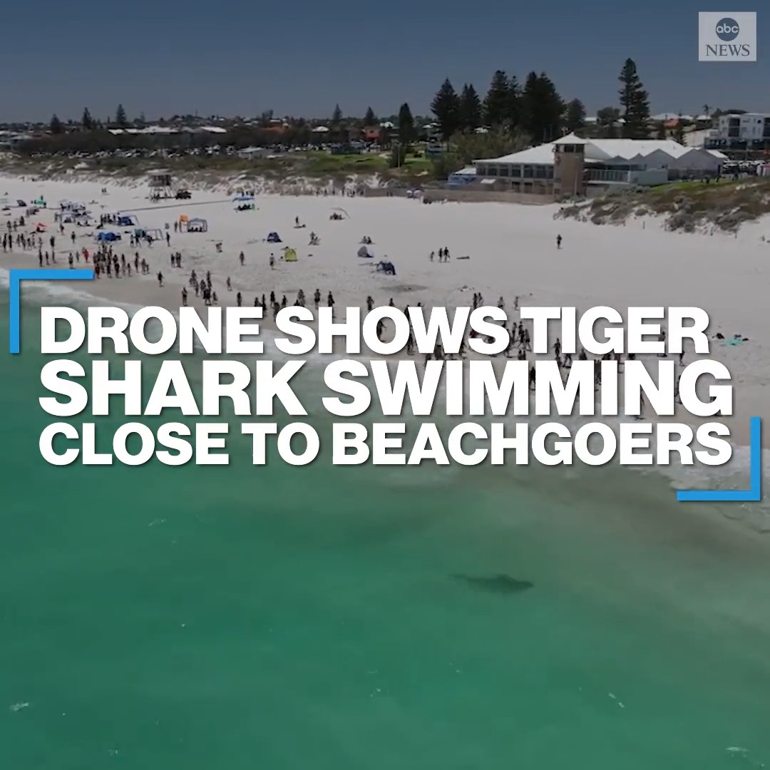 NO SWIMMING: Tiger shark spotted lurking close to the shore, causing ...