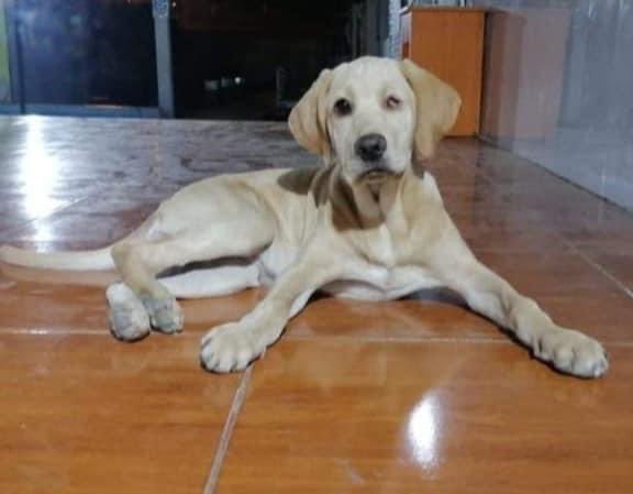 Pao Peralta 🐶 Rescatando Perritos 🇵🇪 on Twitter: "#pedidodeDifusion Labradora, cachorra 7M no ...