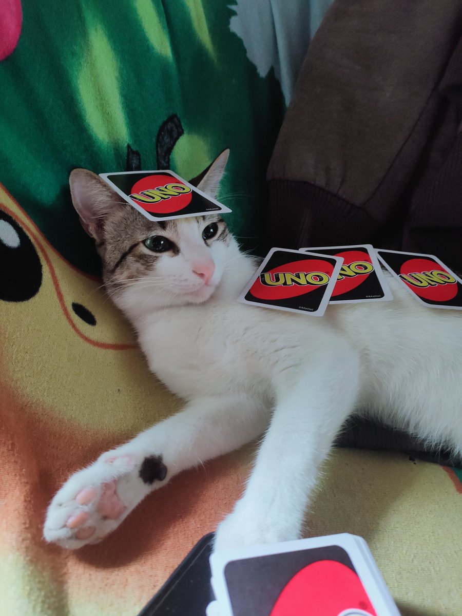Cecil โญ๐ฑ|| ๐โโฌโณ๐ช๏ธ on Twitter: Cecil โญ๐ฑ|| ๐โโฌโณ๐ช๏ธ on Twitter: