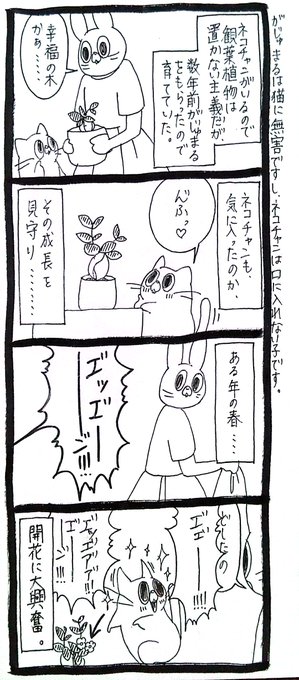 【猫】ネコチャン「私が育てました」 うさぎのみみちゃん さんのマンガ ツイコミ仮