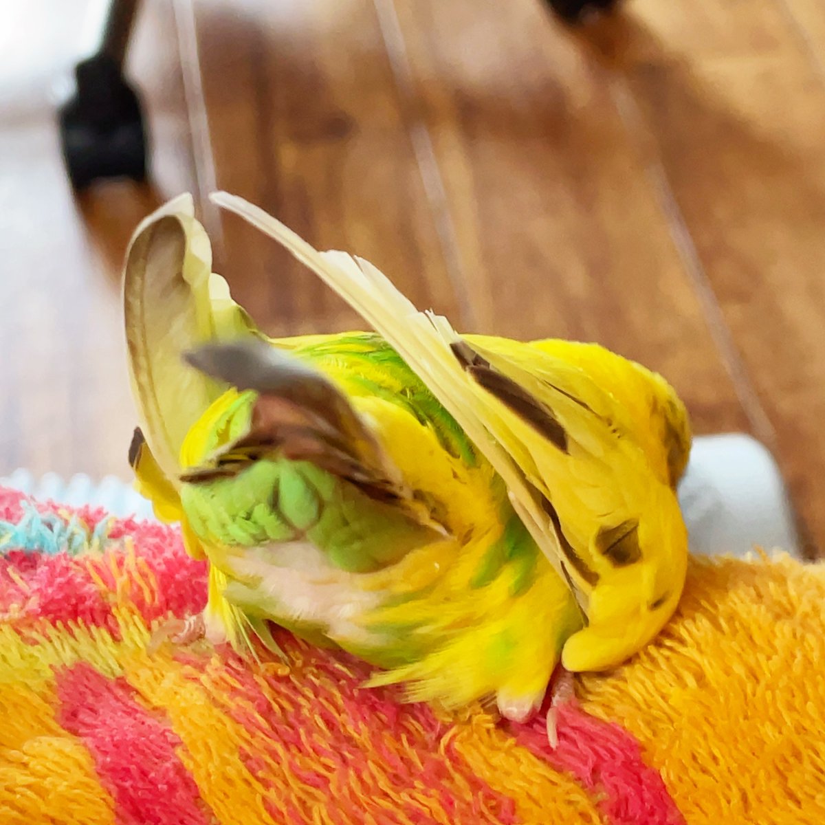 momochin(@momochin) - Twilog (ツイログ)