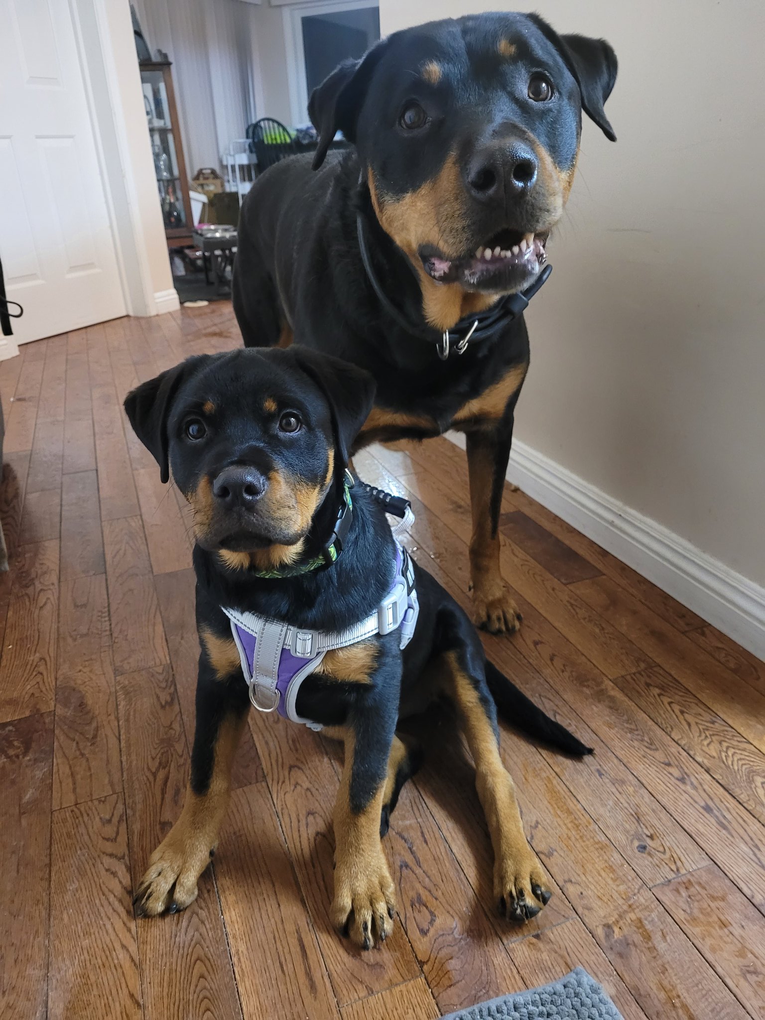 Mini Rottweiler Mix