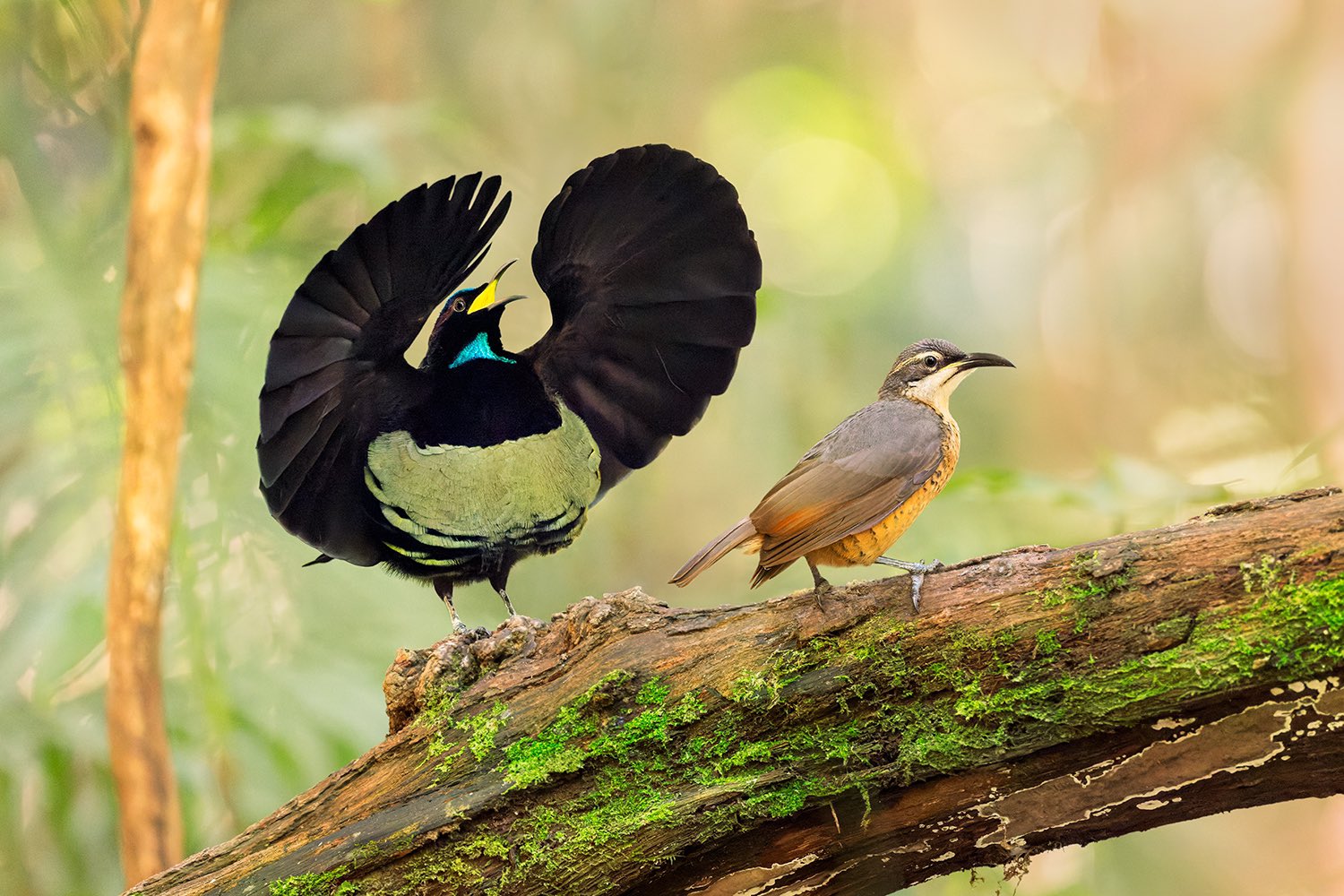 Paradise Riflebird Display