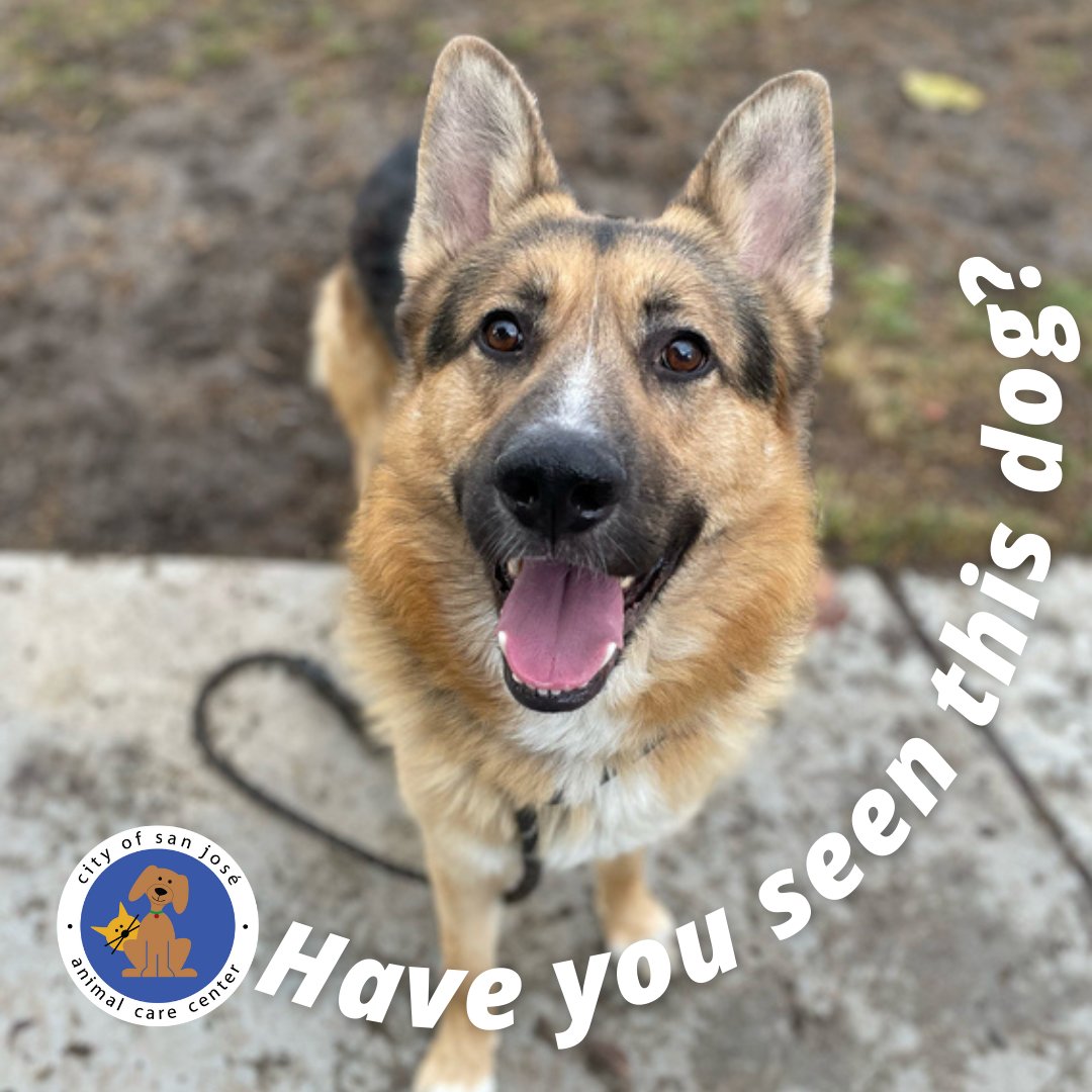 City of San José on Twitter: "Please see lost foster dog. Details in post below. Lost in 95124 ...