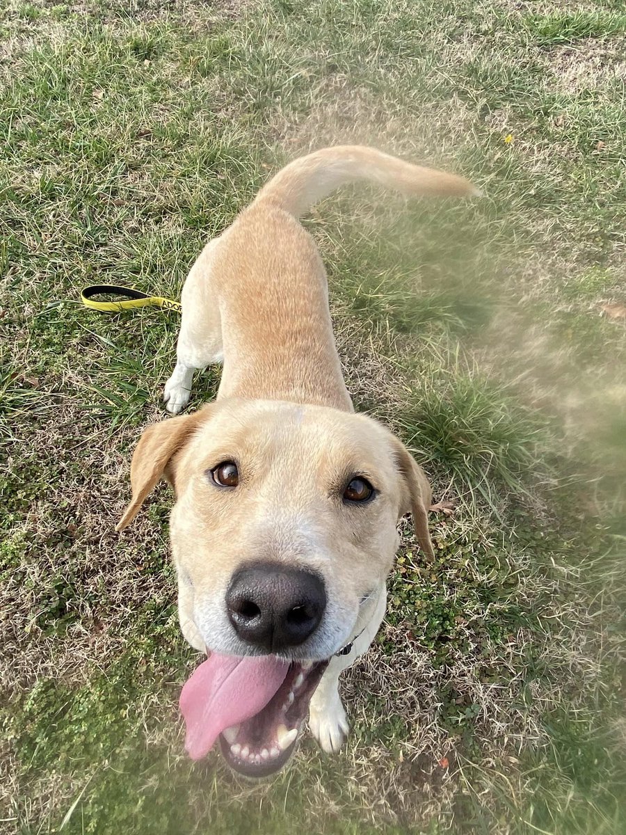 Golden Retriever Greyhound Mix