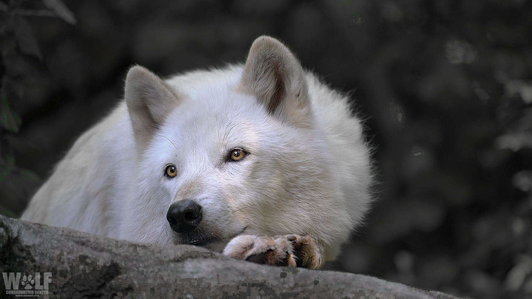 Arctic Wolf With Blue Eyes Wallpaper