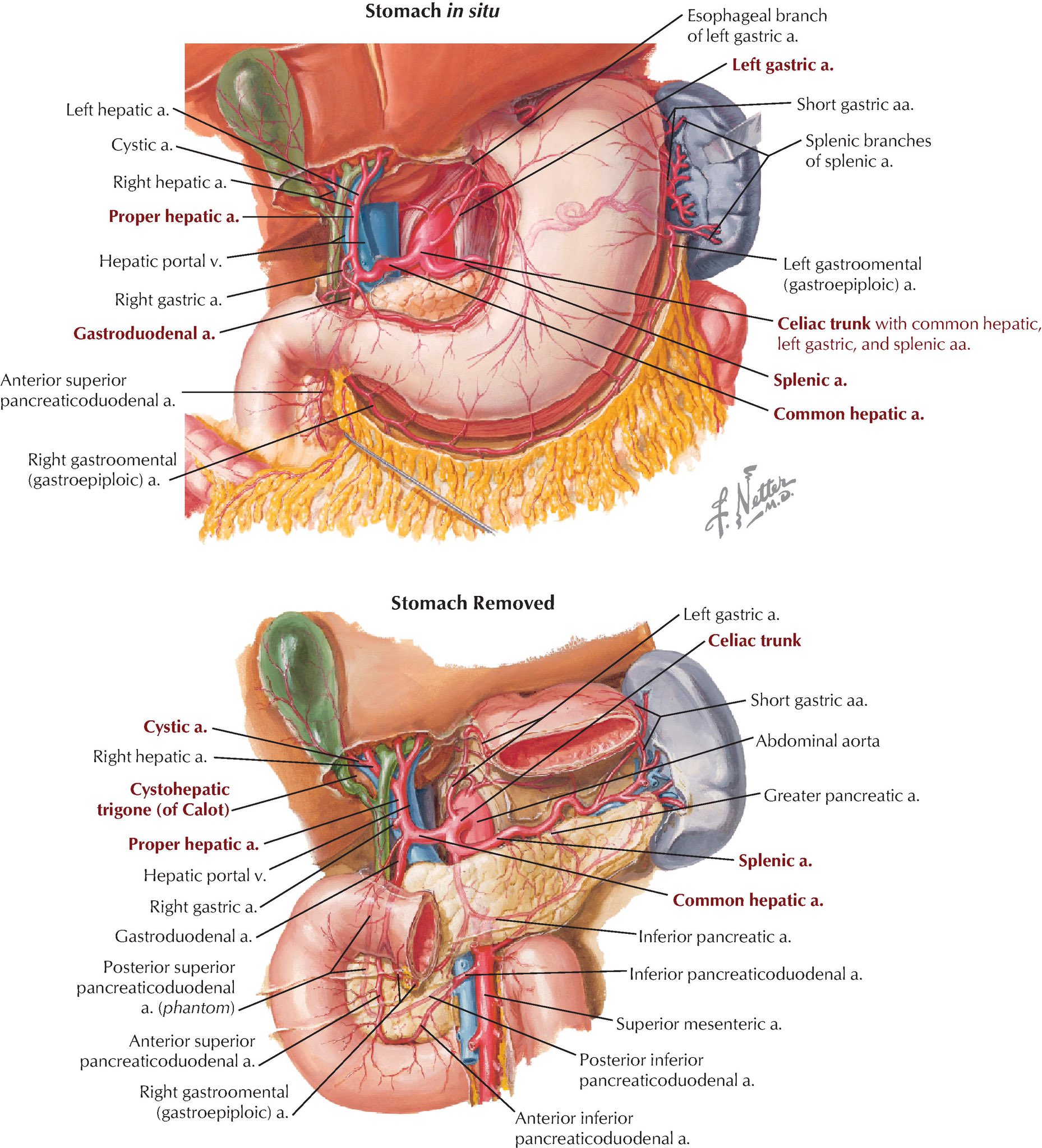 Netter Clinical Anatomy Original Quality | micoope.com.gt Netter Clinical Anatomy Original Quality | micoope.com.gt