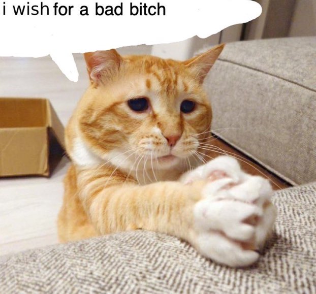 Negative Cat Memes Bad Kitty: Funniest Rebellious Cat Memes Of The