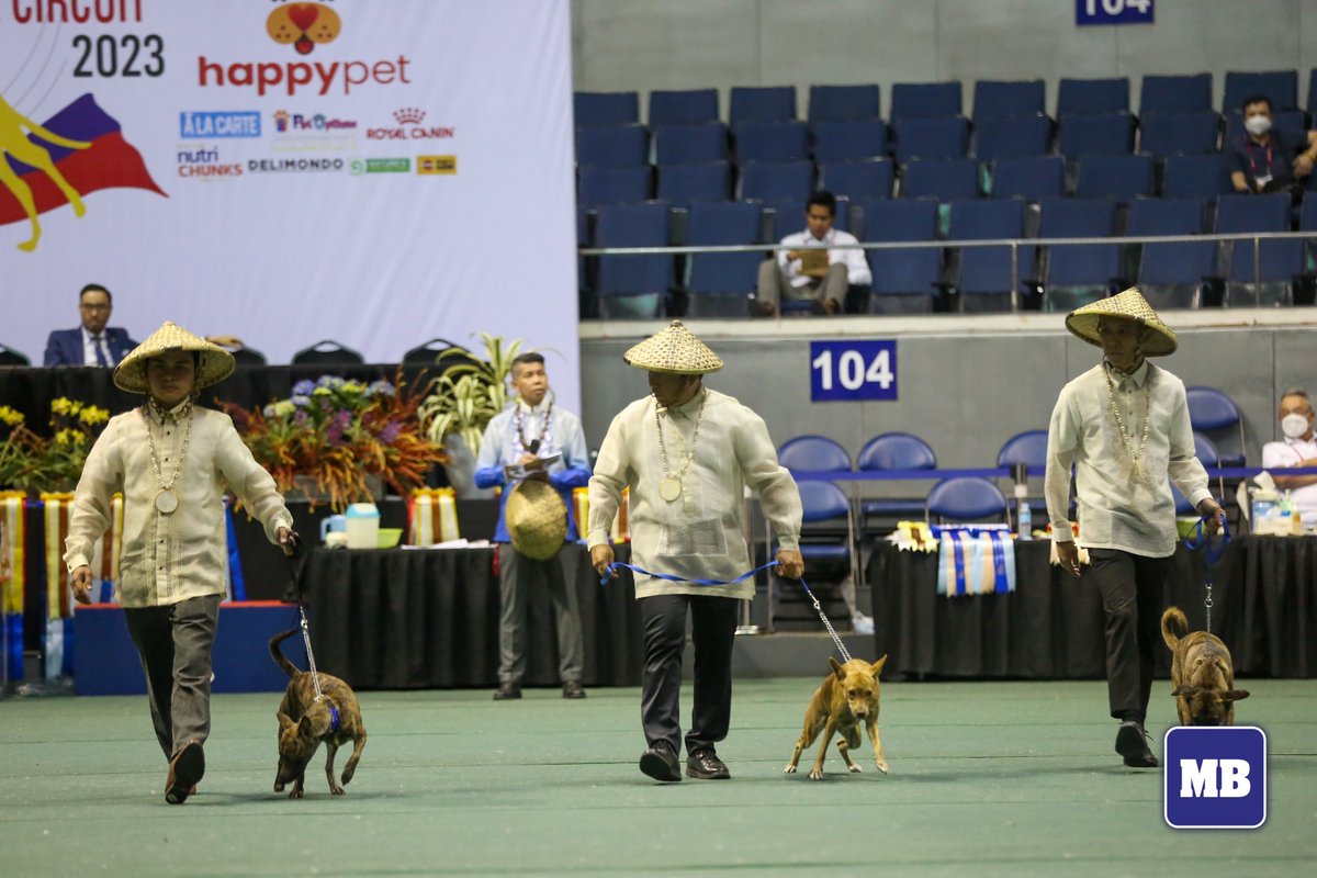 LOOK: Philippine Forest Dogs are showcased at the Philippine Circuit ...