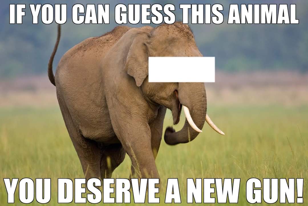Funny Elephant Meme