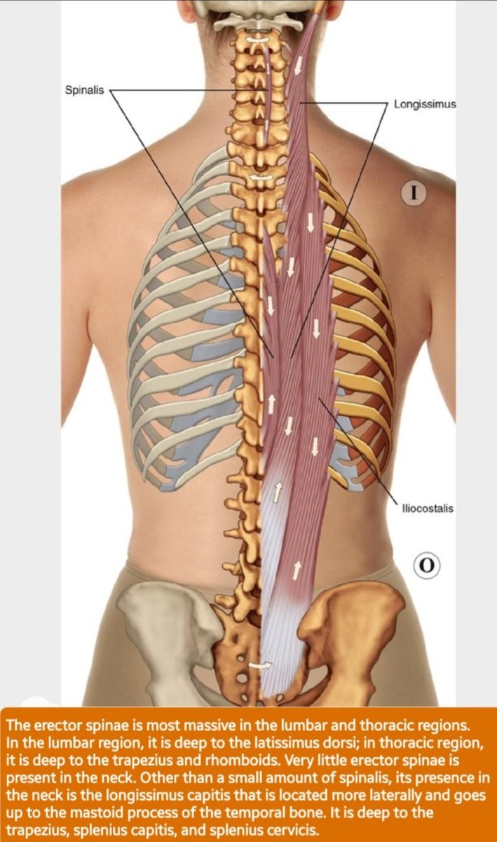 Erector Spinae Longissimus