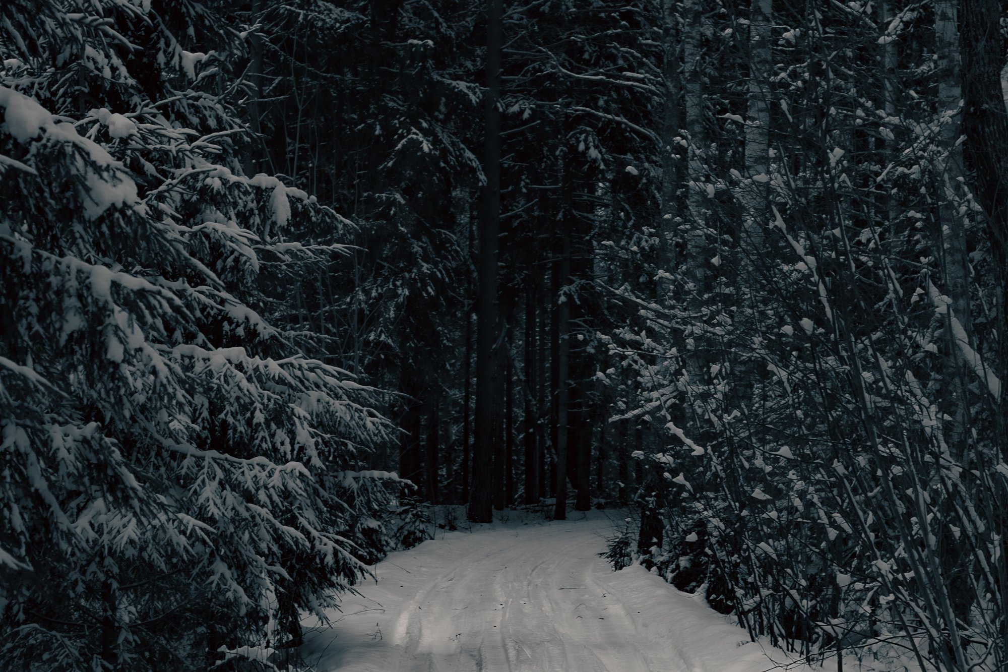 Black Metal Forest Wallpaper