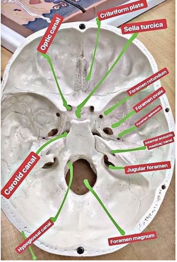 Internal Acoustic Meatus Skull