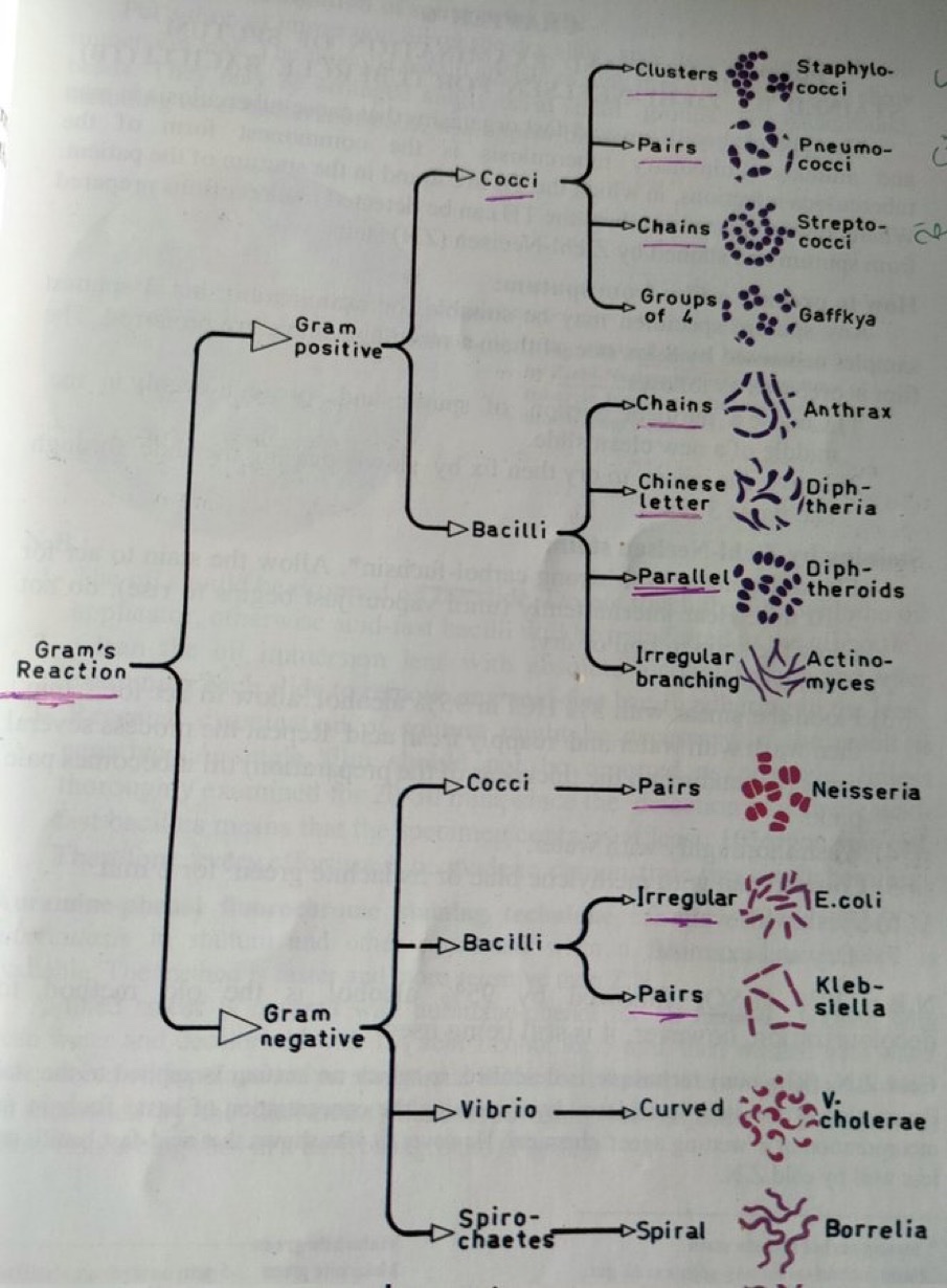 Gram Negative Rods Chart