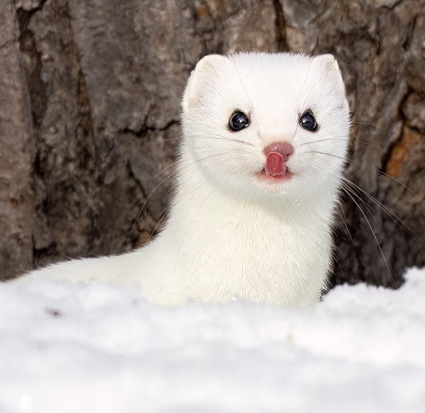 Angry Weasel
