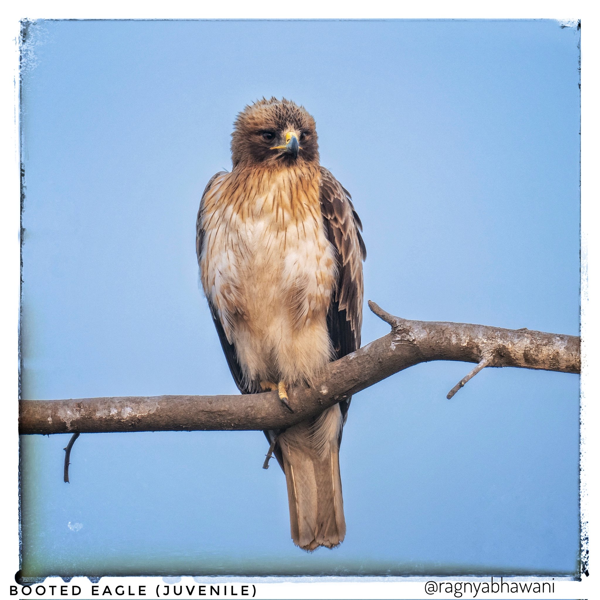 Booted Eagle Juvenile