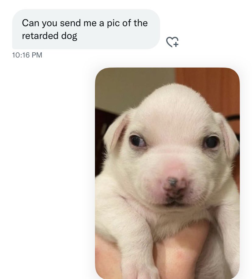 Mentally Retarded Dog