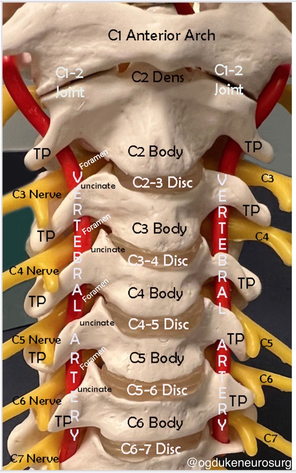 Diagram Cervical Spine Anatomy Of The Neck