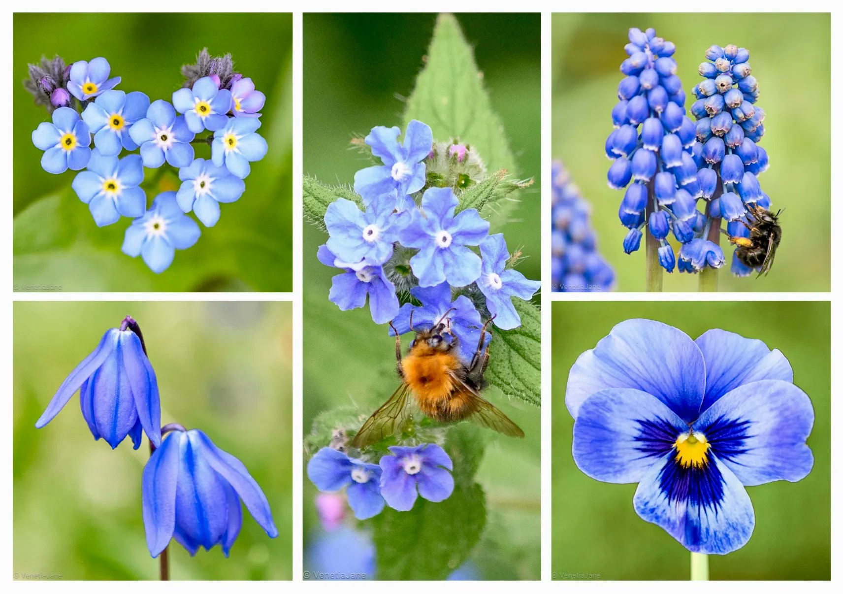 Light Blue Flowers Names