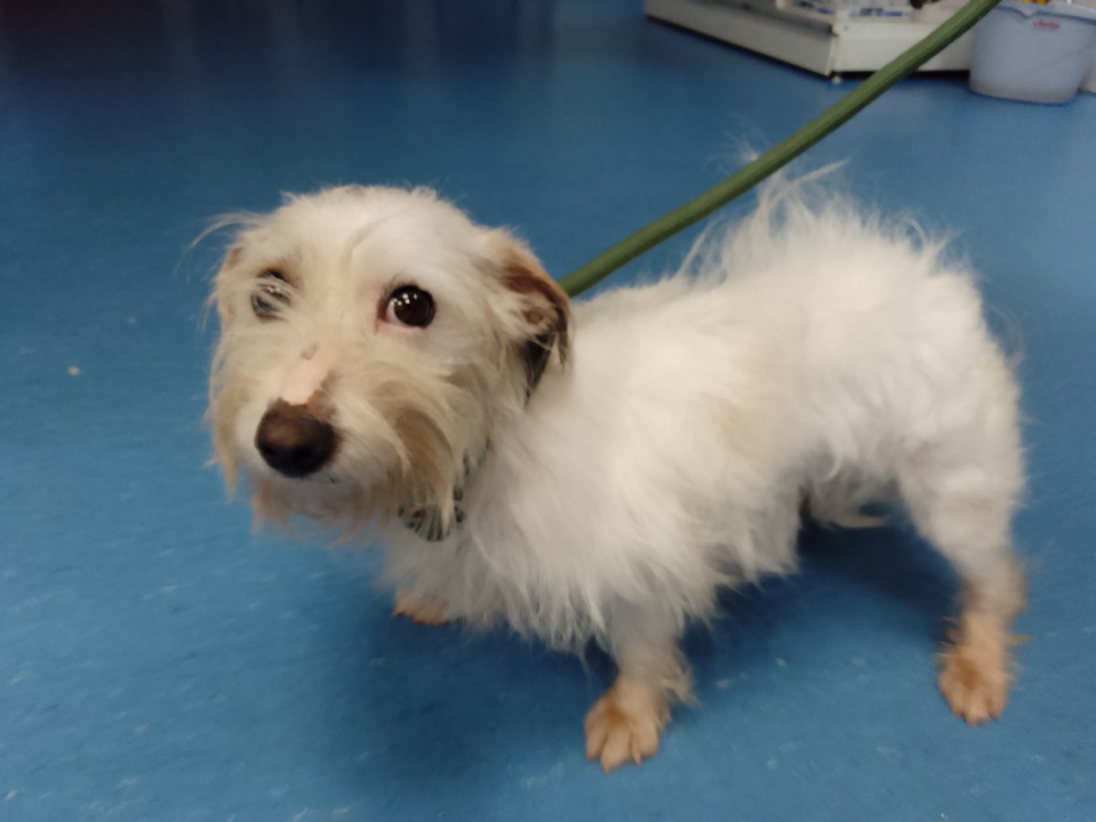 BoringOleFart🏴󠁧󠁢󠁳󠁣󠁴󠁿🇺🇦 on Twitter: "RT @AdoptionsUk: URGENT please ...