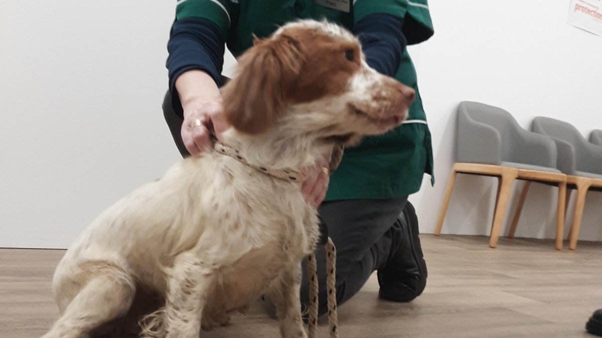 BoringOleFart🏴󠁧󠁢󠁳󠁣󠁴󠁿🇺🇦 on Twitter: "RT @AdoptionsUk: URGENT please ...