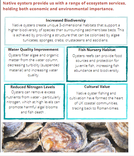 News – Wild Oysters project