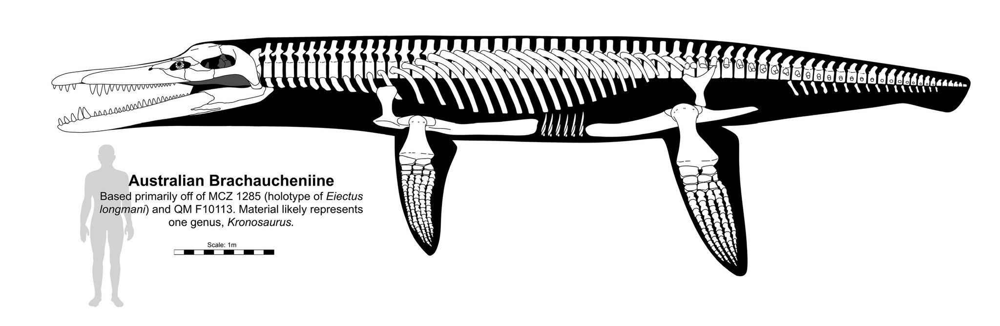 Kronosaurus Size
