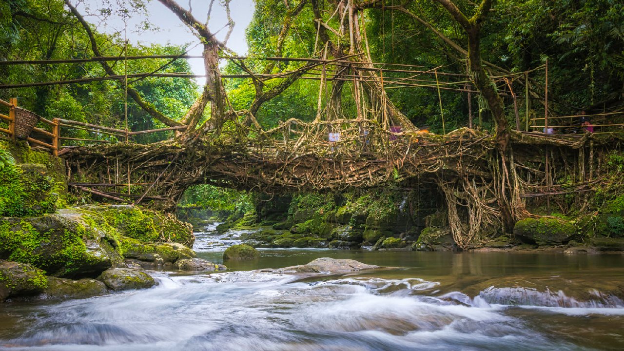 Kadambari Tours - Famous The Living Root Bridges of Meghalaya, A Marvel ...