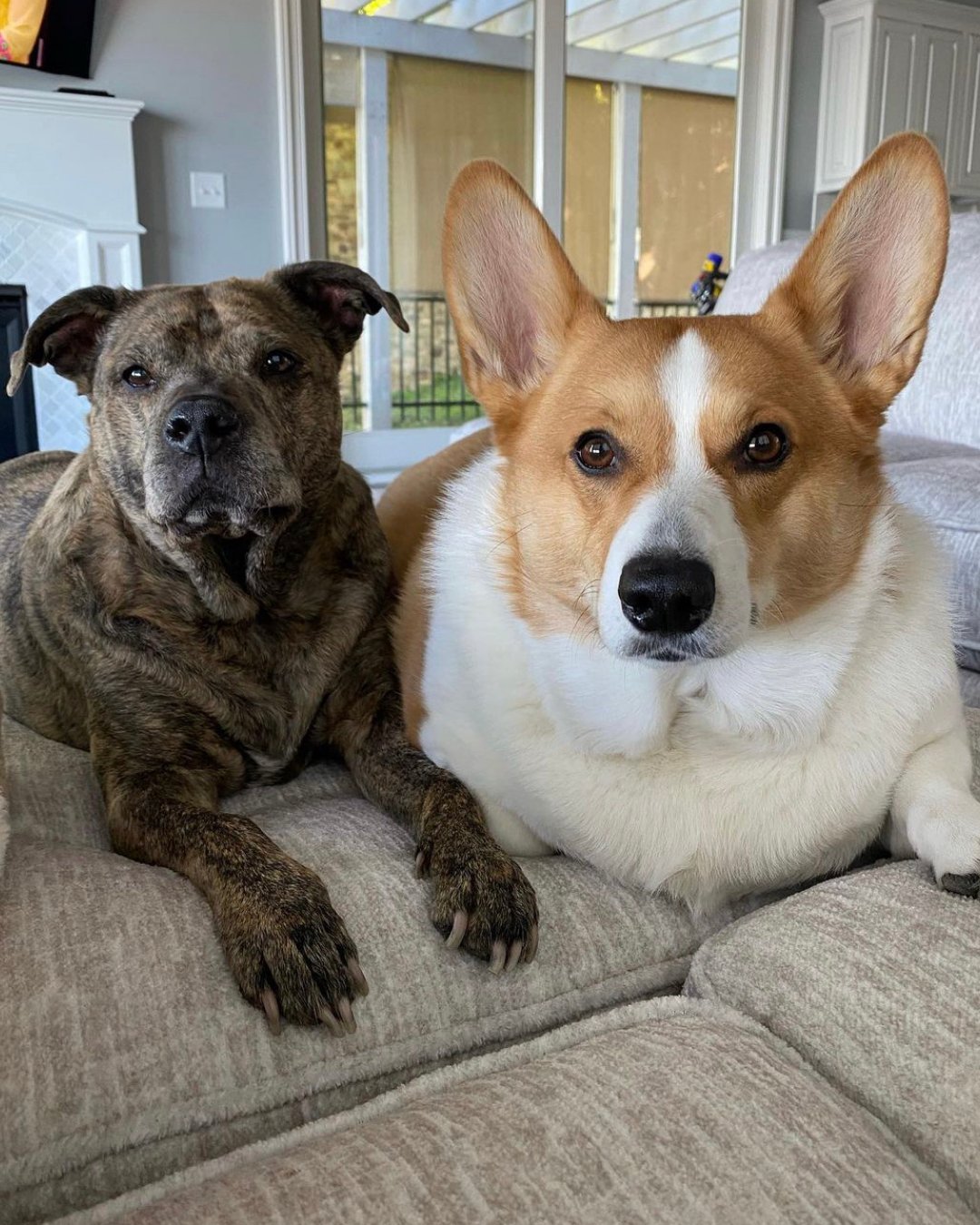 English Bulldog Welsh Corgi Mix
