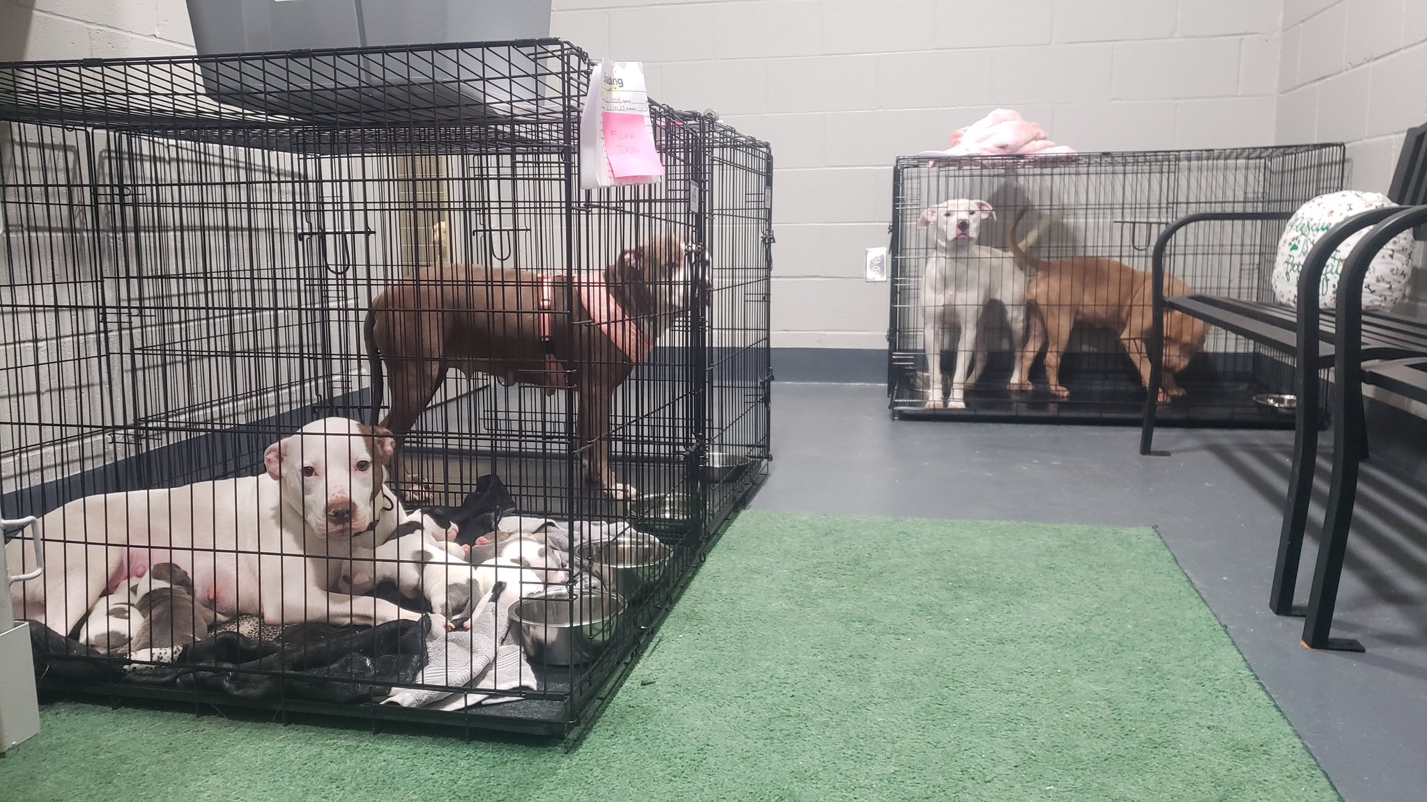 Dawn White on Twitter: "Tala Dycus' rescue #dogs Mila and Harley are staying at the shelter ...