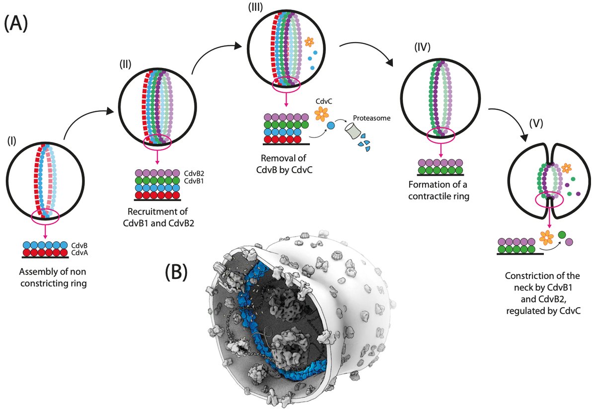 Home - Cees Dekker Lab