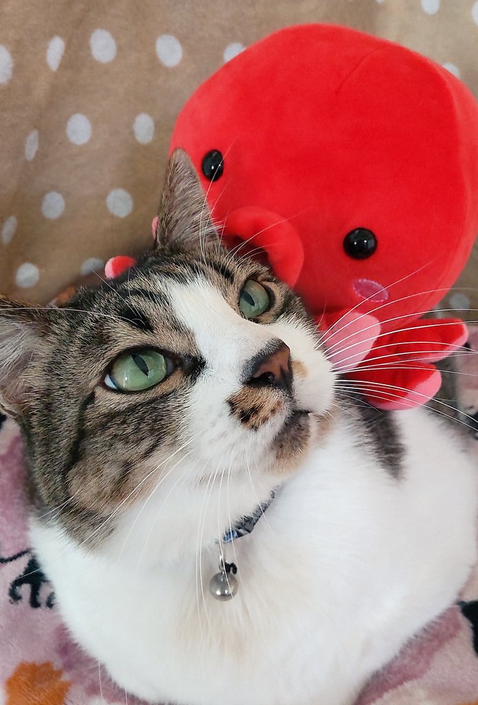 にゃんこ🐱 🐭 🐮🐯🐰🎍🎉🎊 On Twitter Rt Hirose000888 おはようございます☺️ 猫吸いするタコじゃなくて タコに吸われるノースリです🐱🐾 吸い曜日~🐙