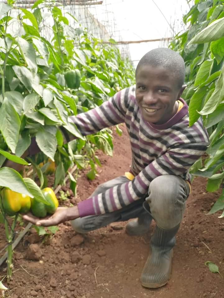 Color Capsicum Farming Business Thread 1/5 - Thread from Farm With Fred ...