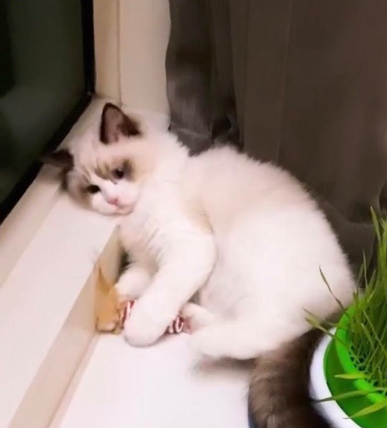 CursedFangirls★彡 on Twitter: "RT @salaleyoo__: