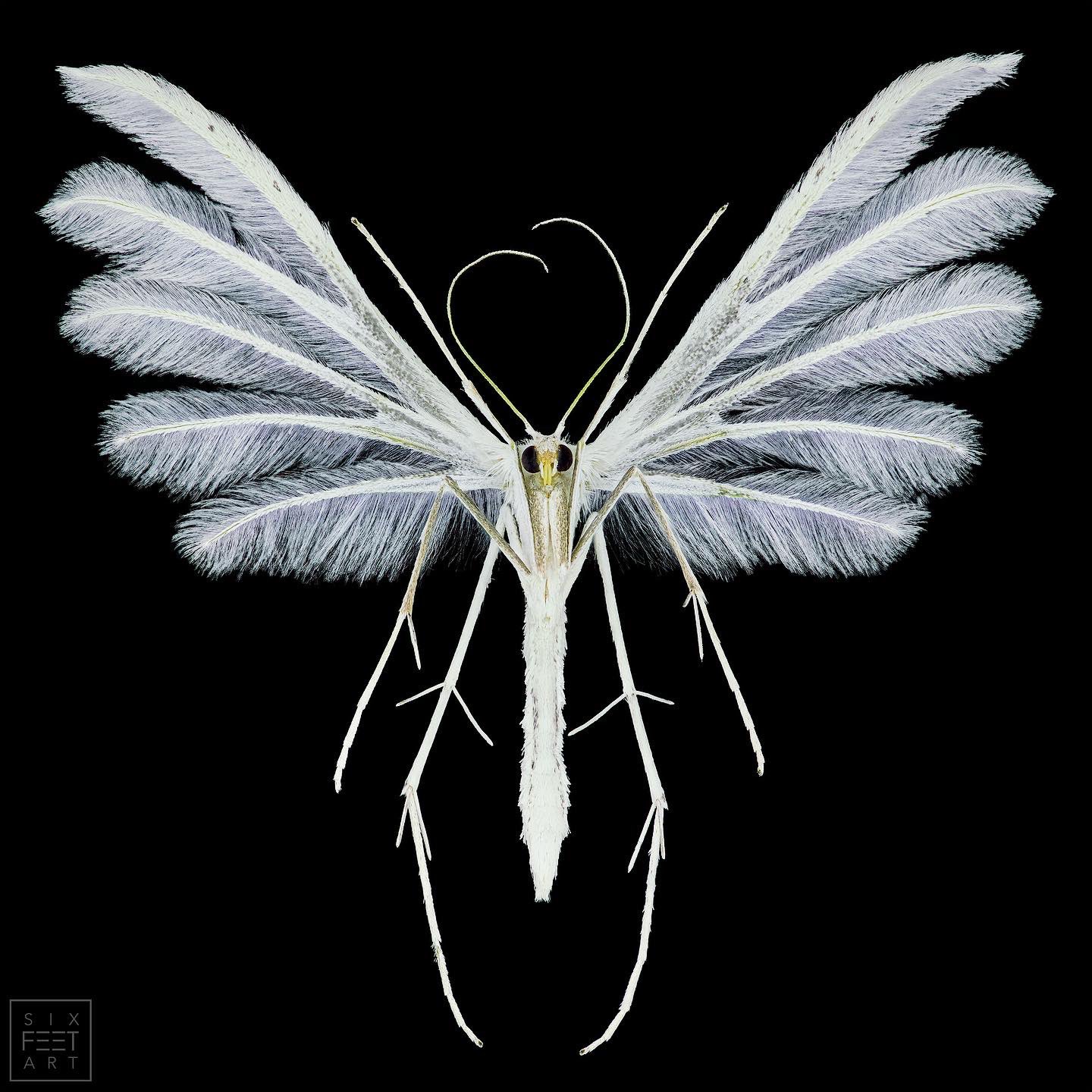White Plume Moth