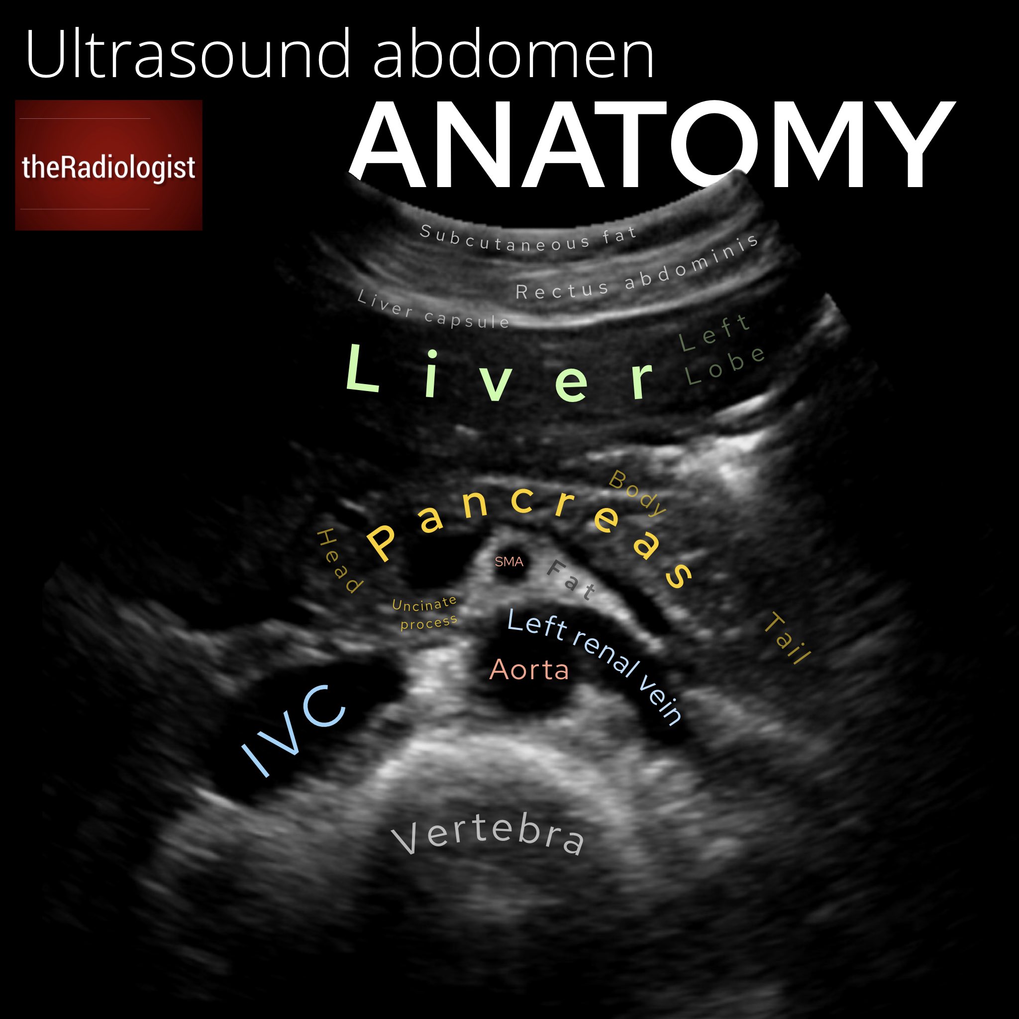 Abdominal Ultrasound Anatomy Abdominal Ultrasound