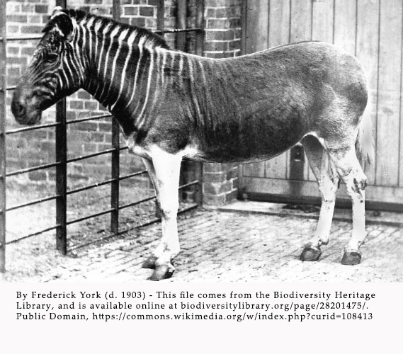 Half Zebra Half Horse