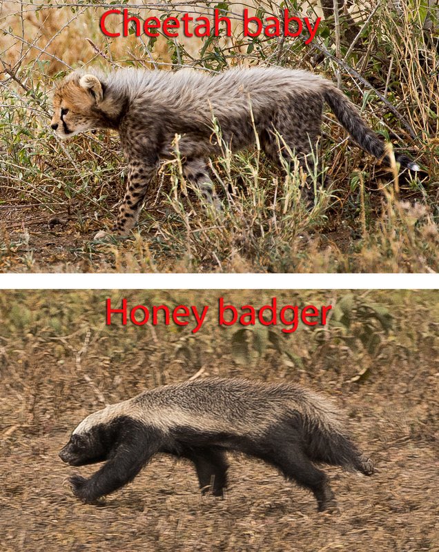 Baby Honey Badgers