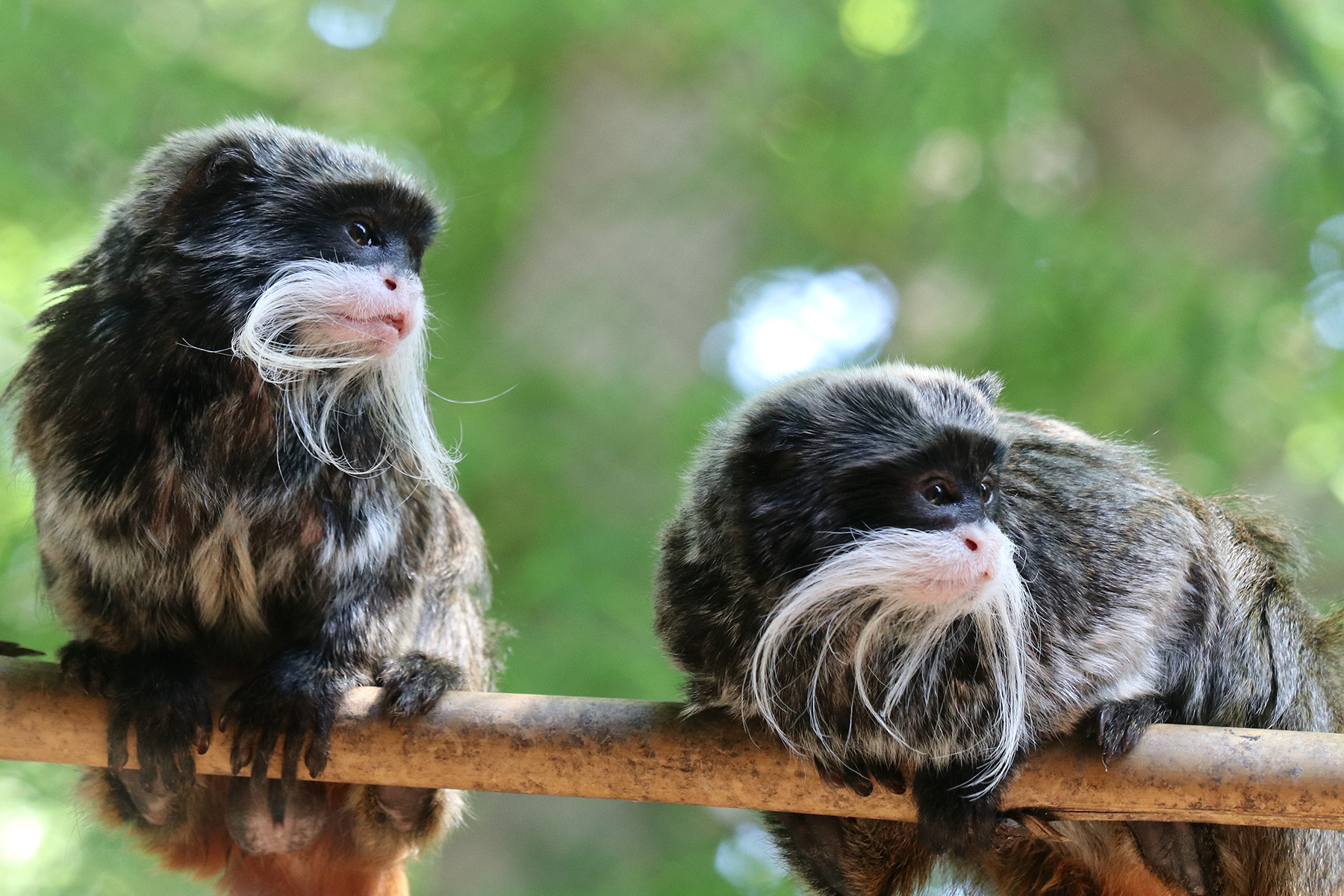 Emperor Tamarins