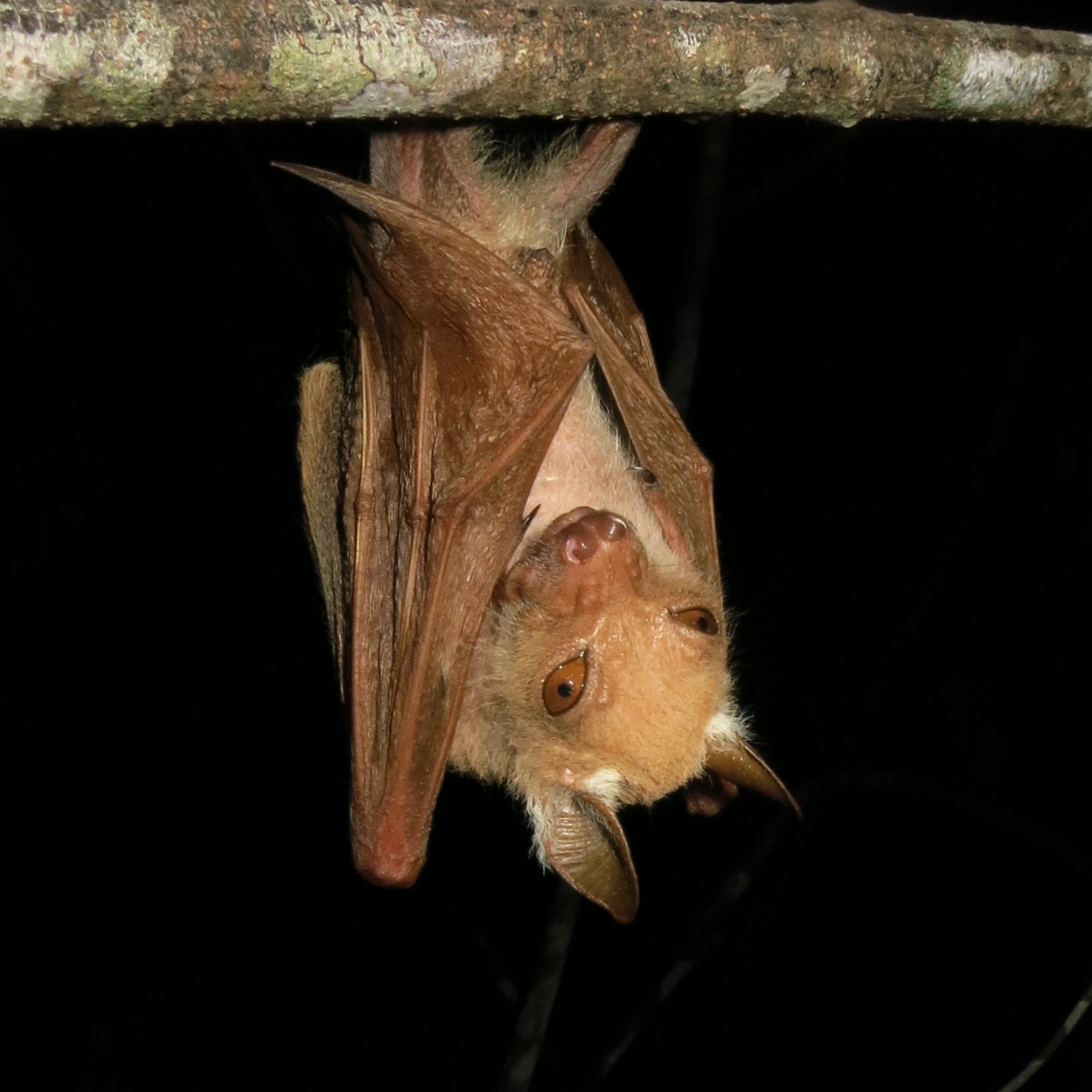 Dwarf Epauletted Bat