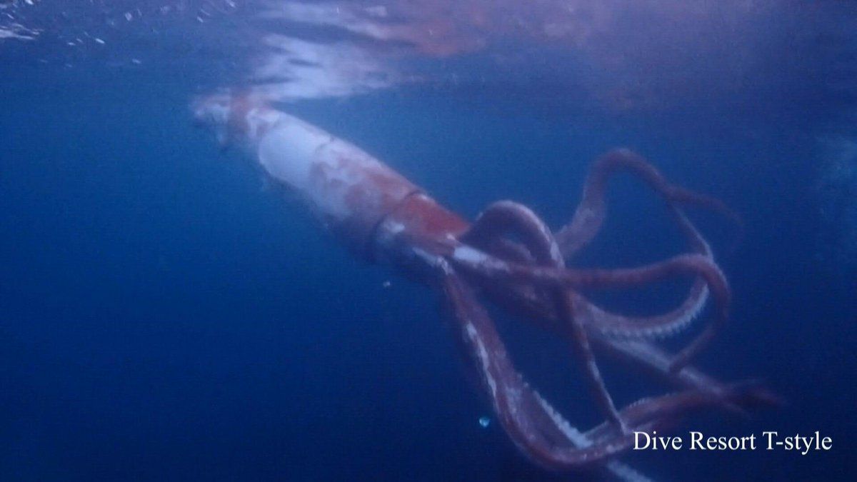 Philstar.com on Twitter: "JAPAN DIVERS CAPTURE RARE FOOTAGE OF LIVE GIANT SQUID A pair of scuba ...