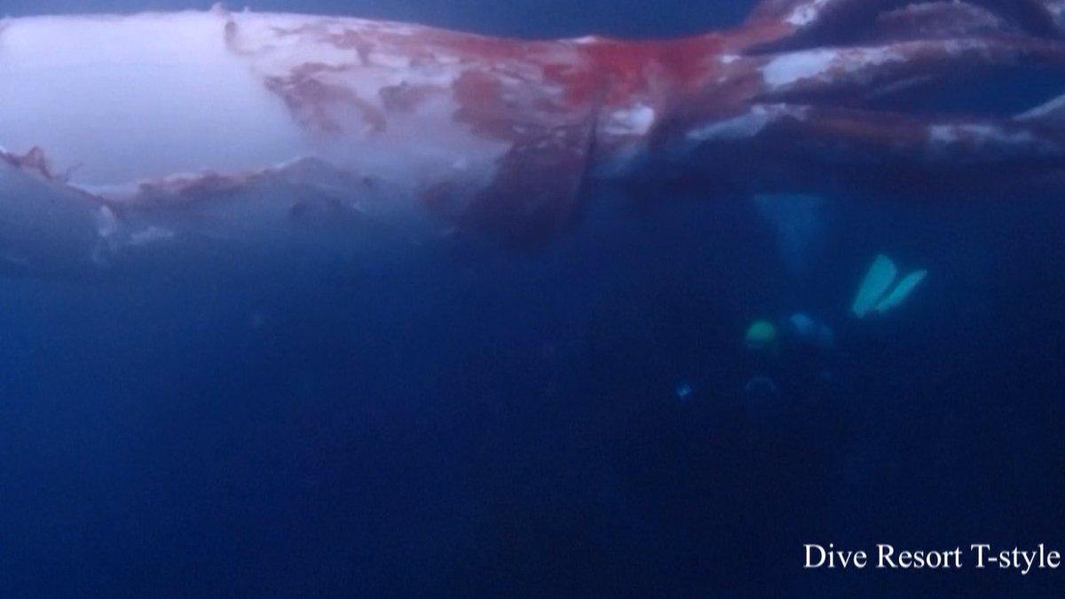 Philstar.com on Twitter: "JAPAN DIVERS CAPTURE RARE FOOTAGE OF LIVE GIANT SQUID A pair of scuba ...